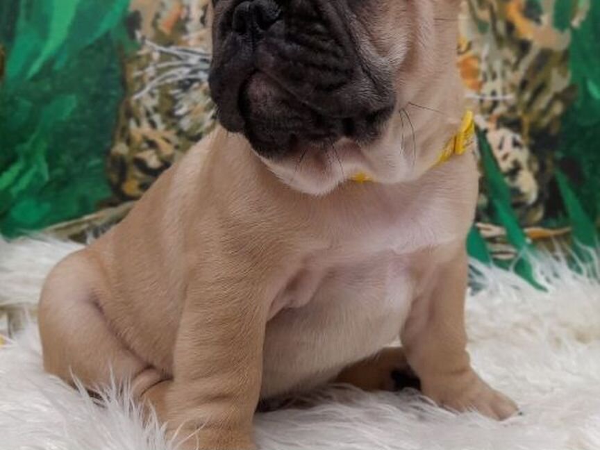 Граф Калиостро