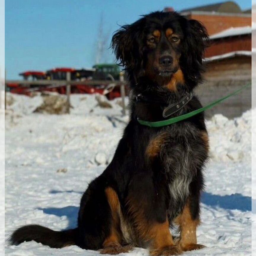 Красавица ищет дом