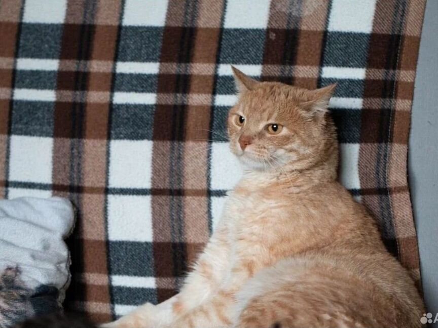 Солнечный котик Жером 2 года ищет дом