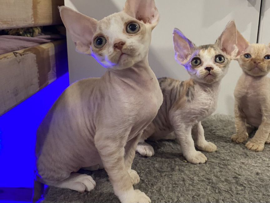 Девон-рекс мальчик