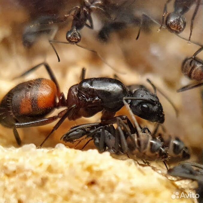 Camponotus cruentatus Самый агрессивный муравей