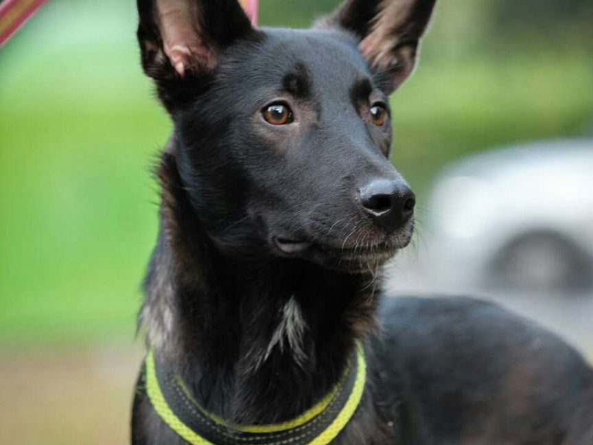 Собака бесплатно. Москва и мо. Майя