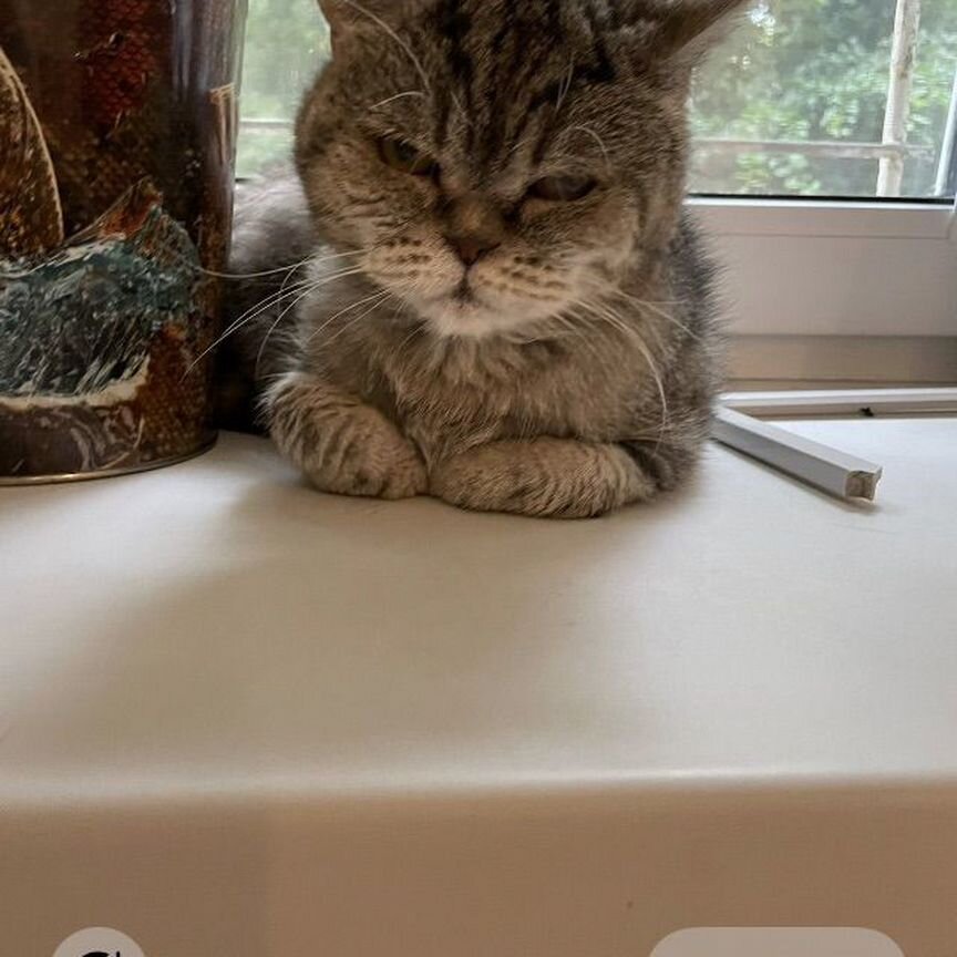 Кошка в дар