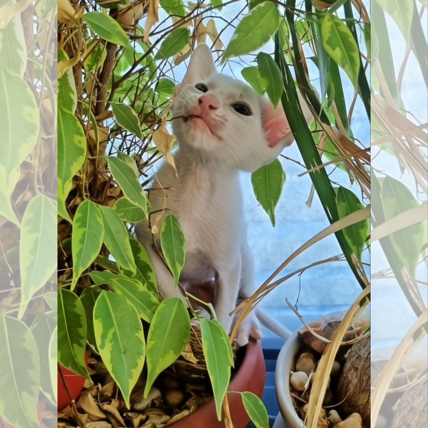 Ориентальный котёнок