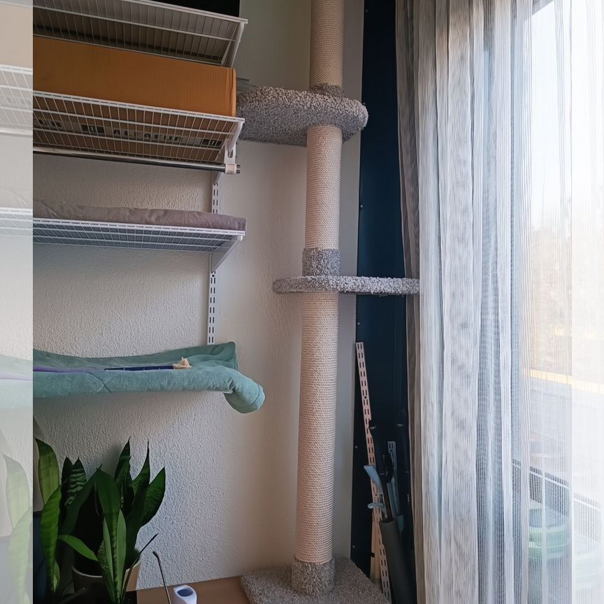 Когтеточка