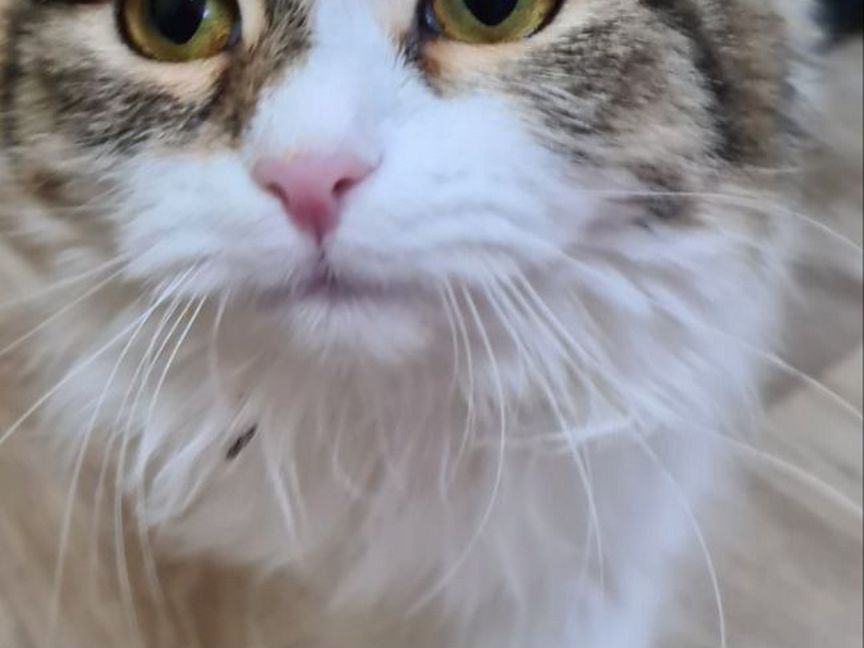 Кошка
