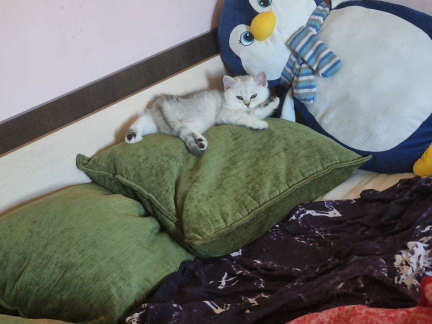 Кошки породистые