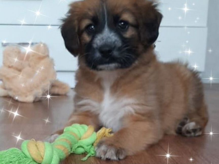 Собачка- щеночек-девочка