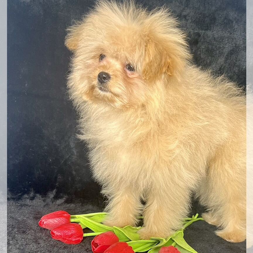 Мальтипу, щенок