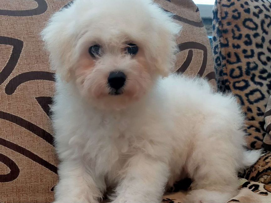 Бишон фризе