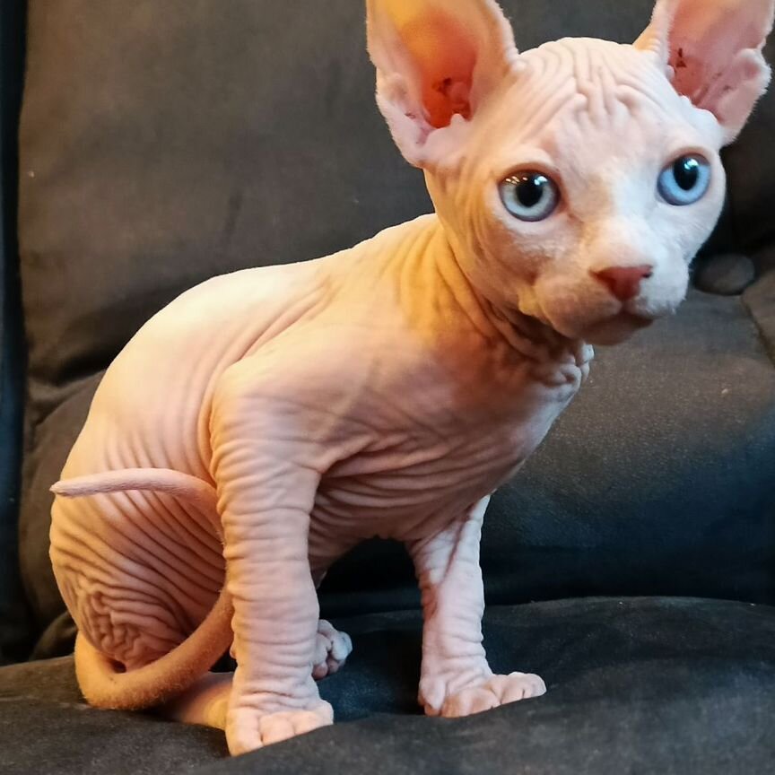 Канадский сфинкс котёнок