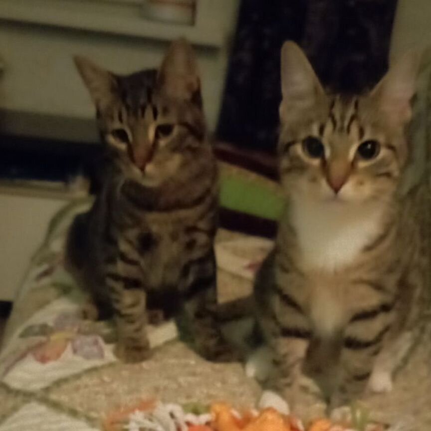 Котята в добрые руки