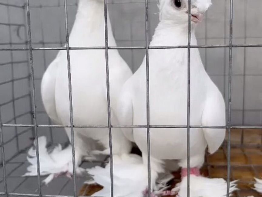 Голуби узбеки