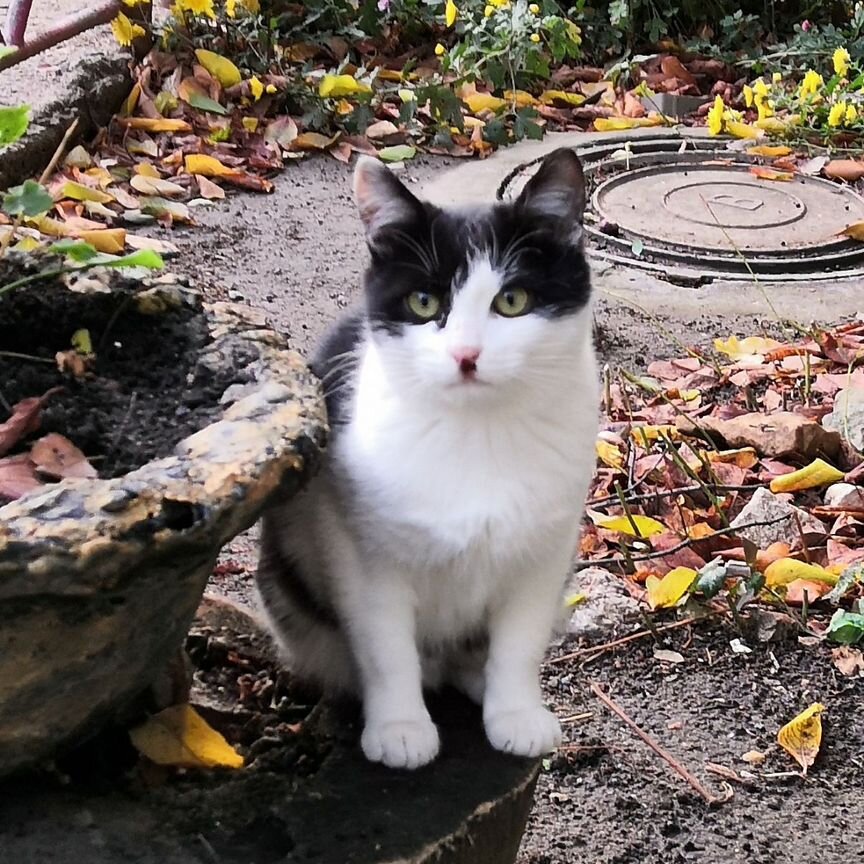 Котёнок в добрые ручки