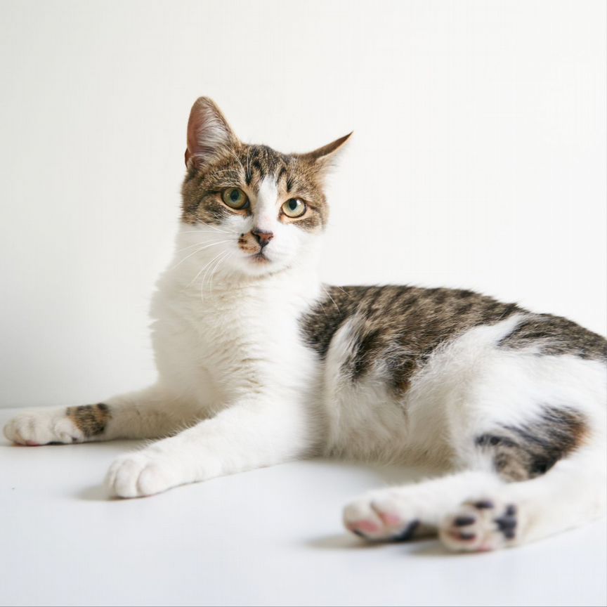 Самый ласковый котёнок в добрые руки