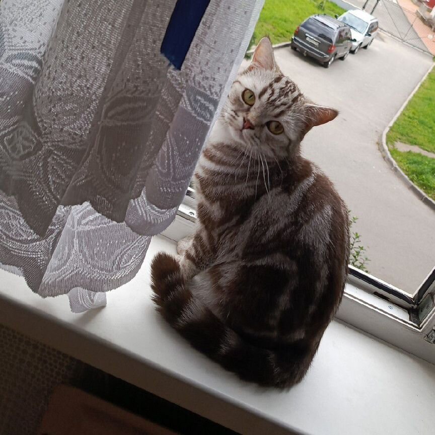 Британская кошка