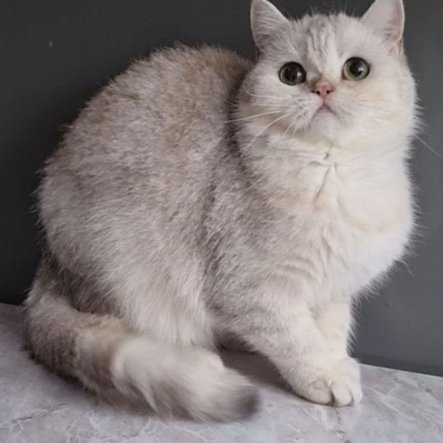 Девочка серебристая шиншилла