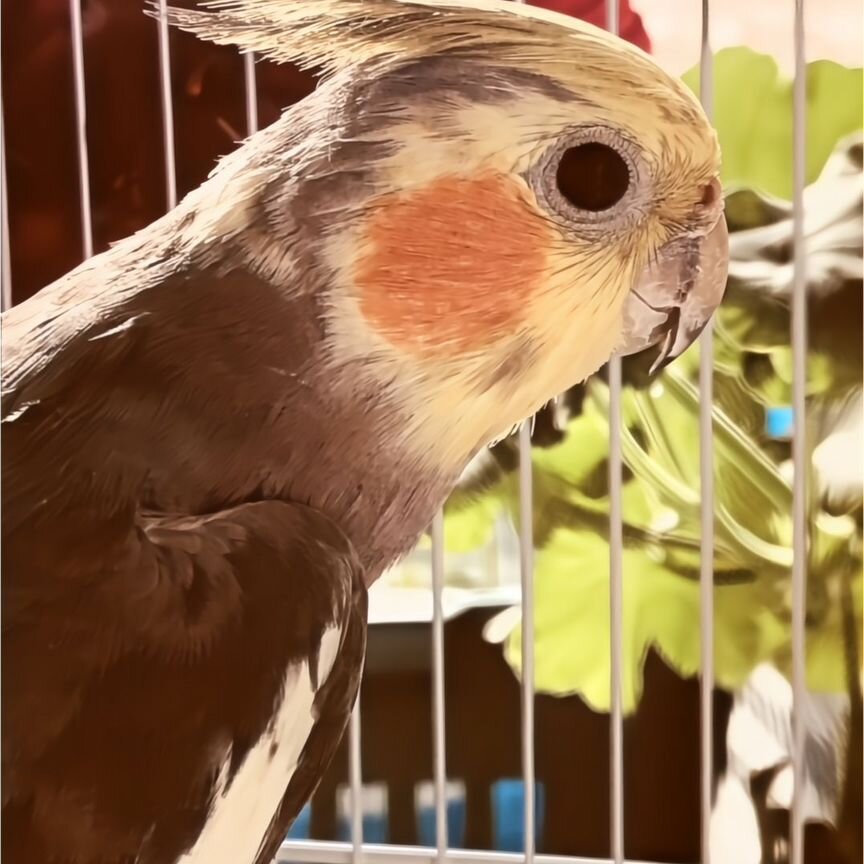 Попугай корелла с клеткой