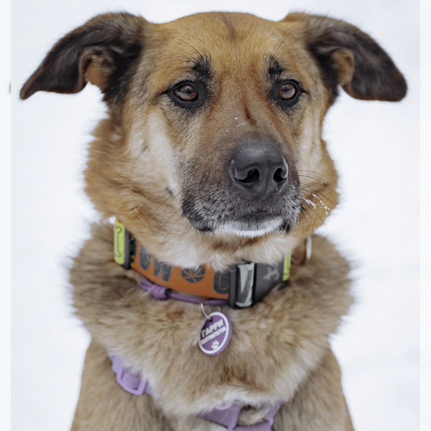 Собака Гарри - идеальный спутник