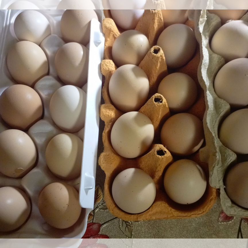 Яйца для инкубации.смешанные породы