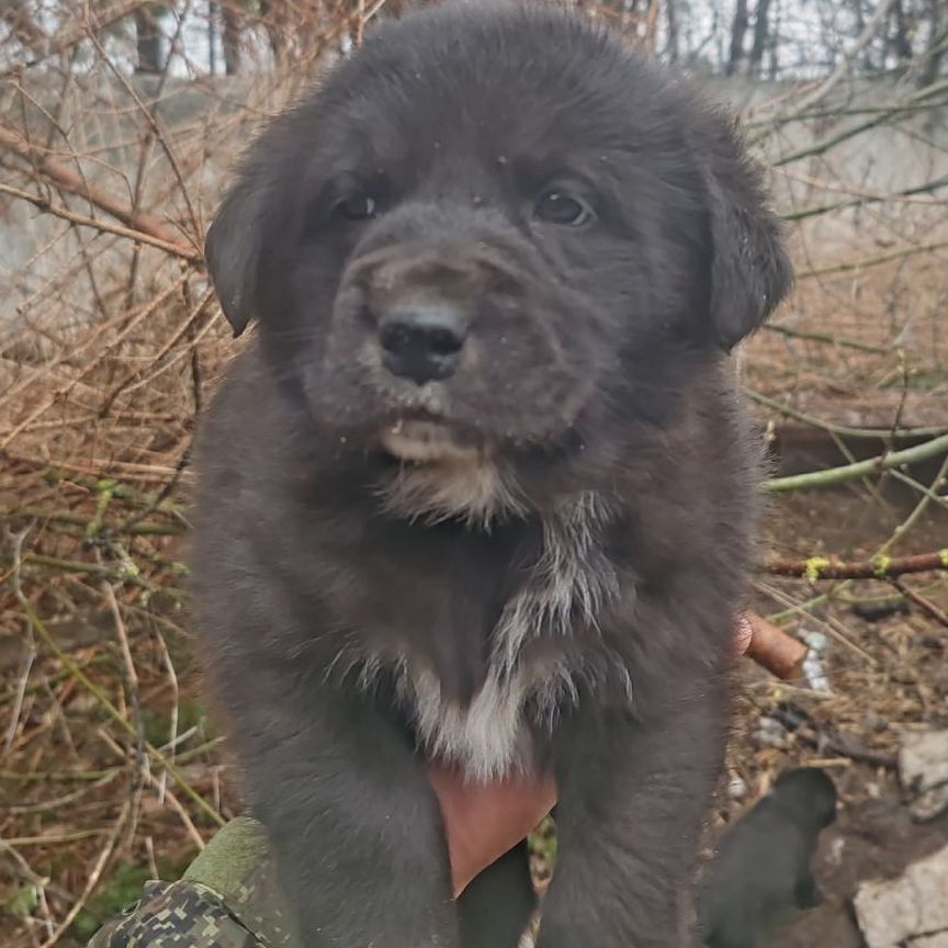 Щенок в добрые руки