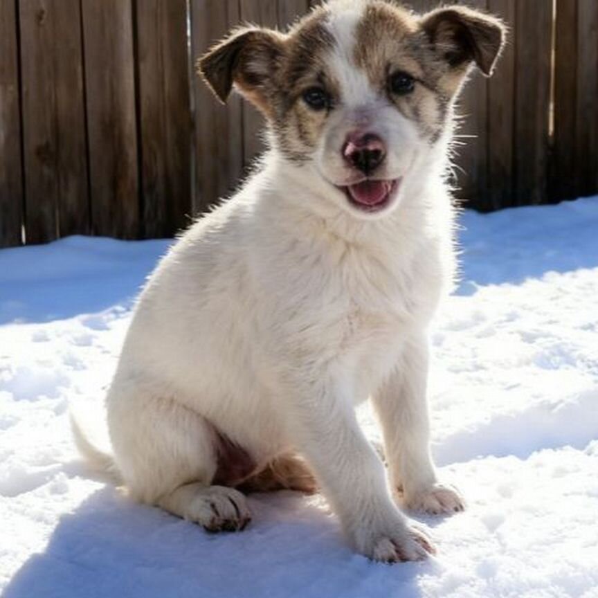 Щенок в добрые руки