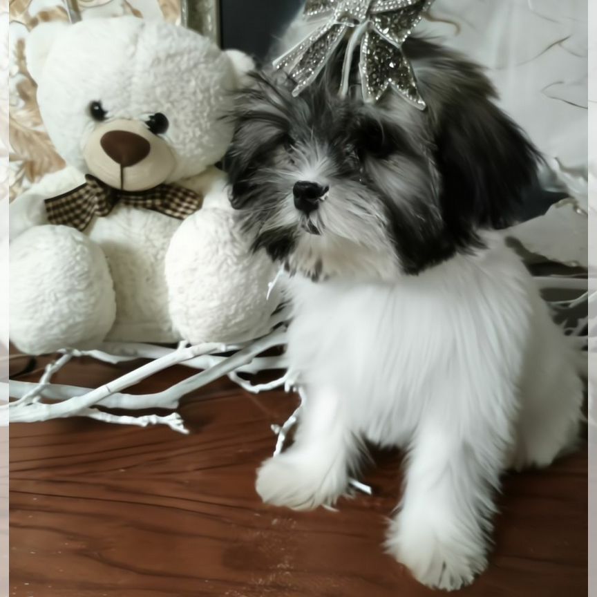 Мальтипу, щенок