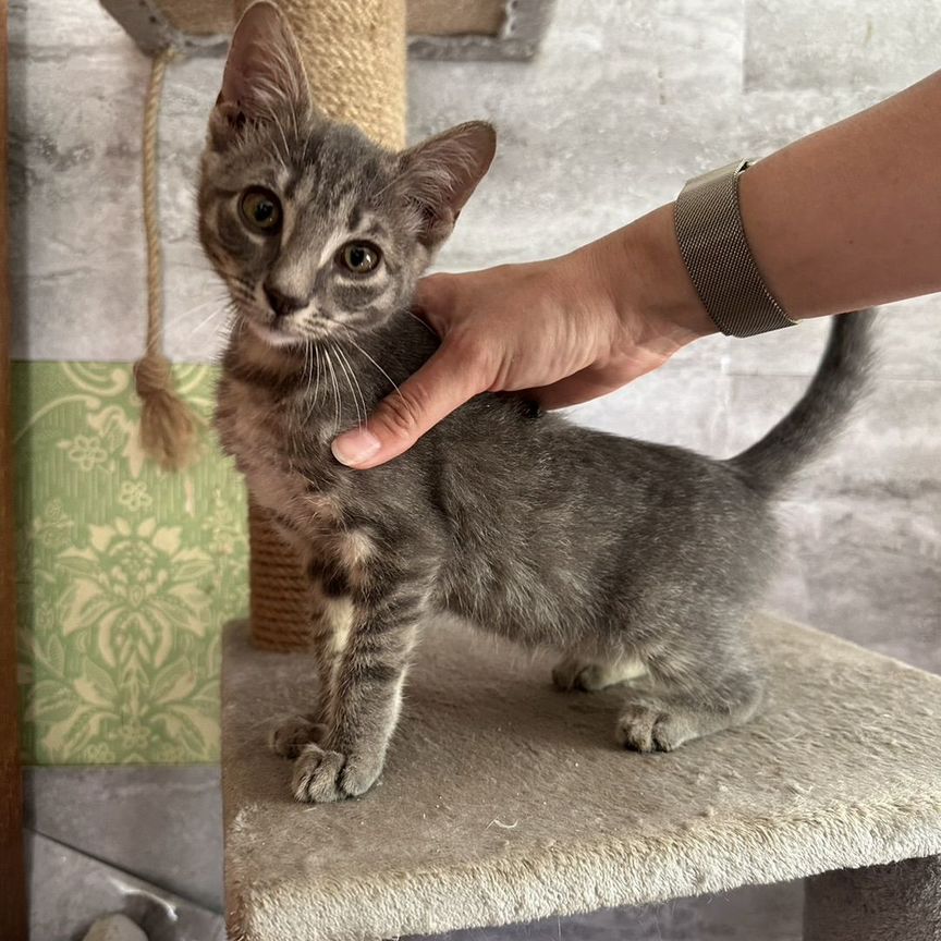 Котенок, девочка