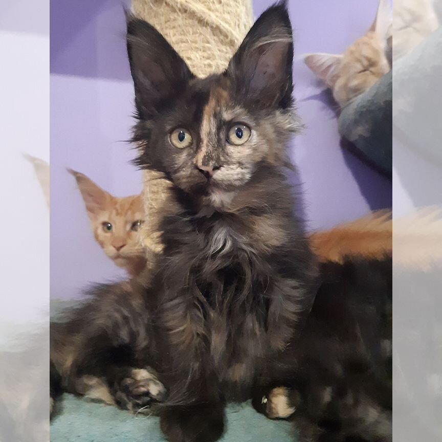 Малышка мейн-кун ждёт семью