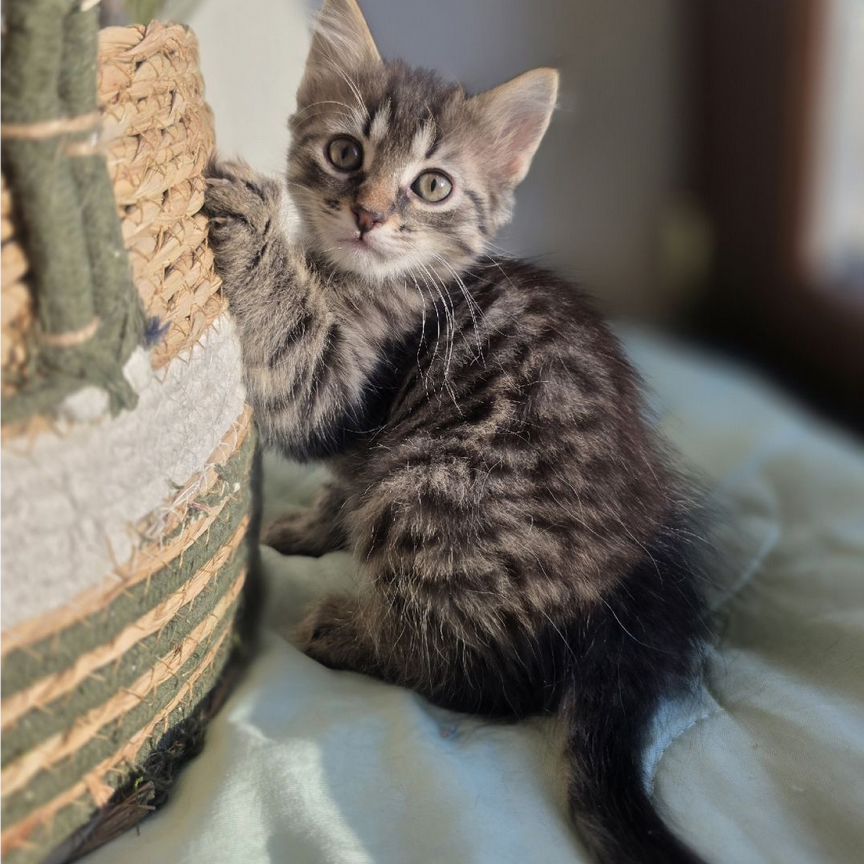 Котёнок в добрые руки