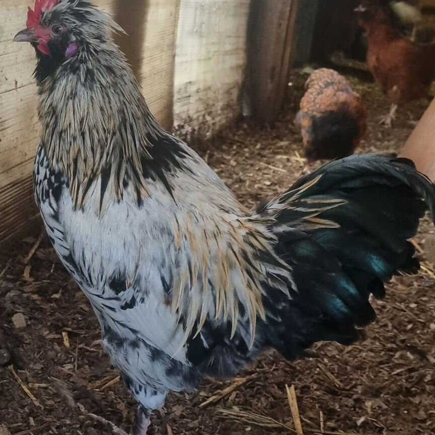 Молодые петухи