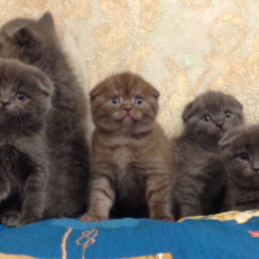 Вислоухие котята