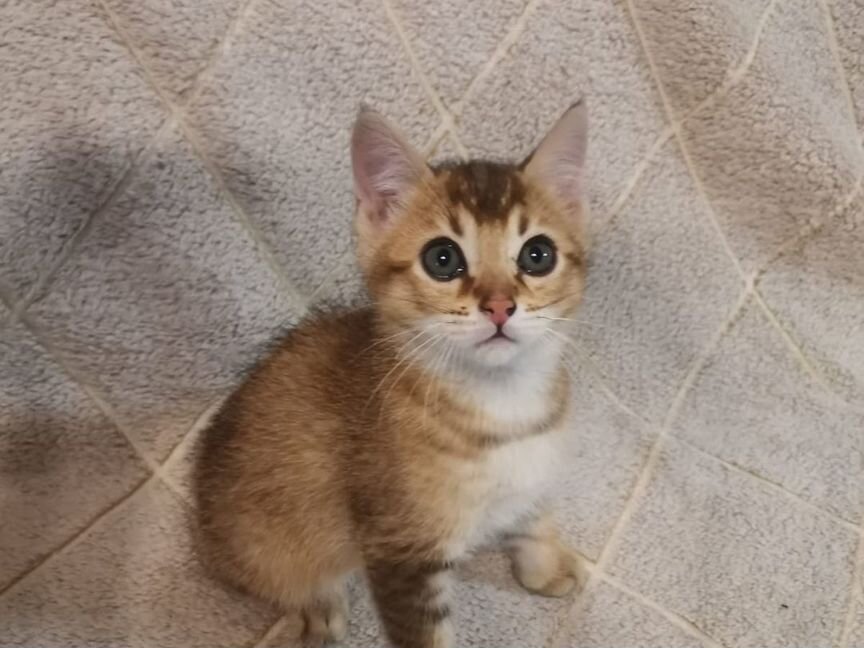 Красивые котята