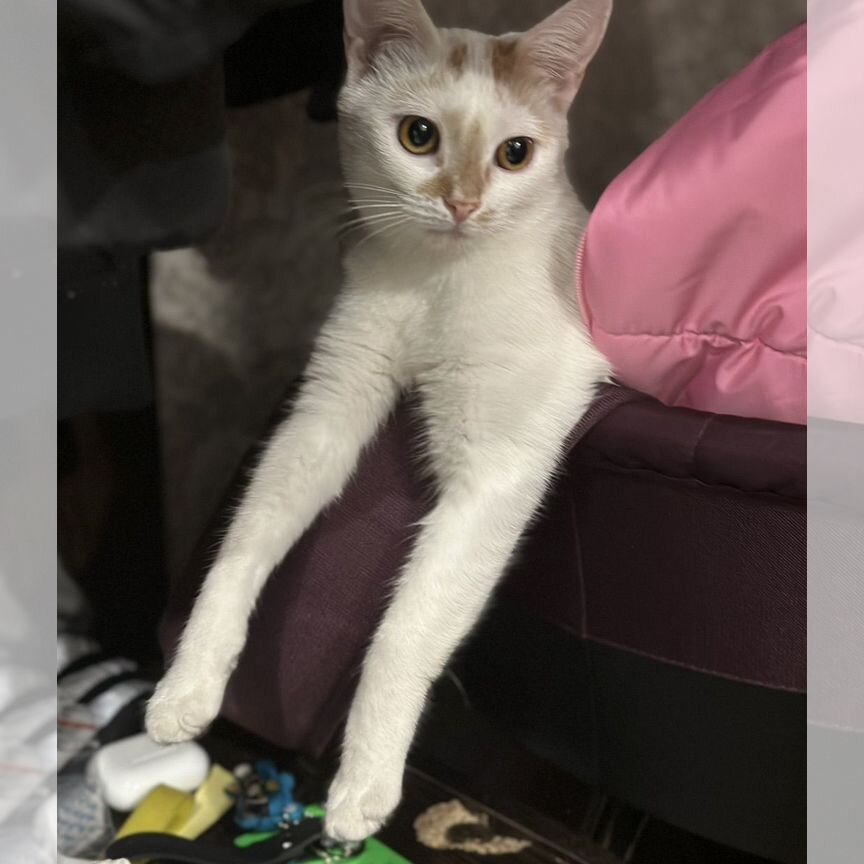 Кошка