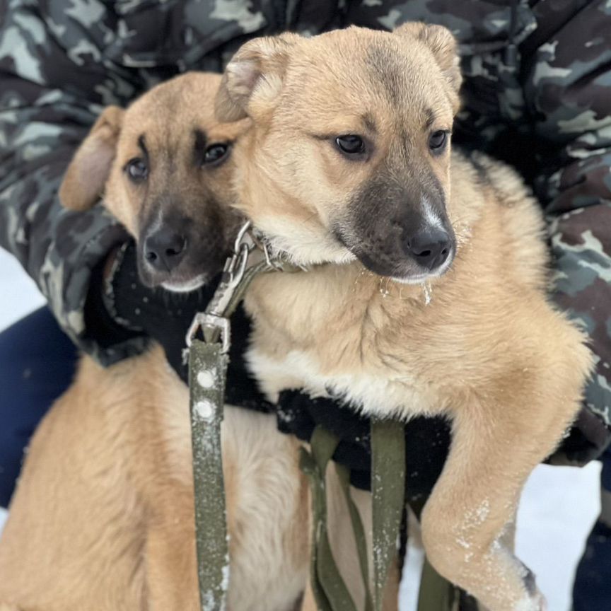 Щенки, Рыжики.4 мес привиты, с доставкой