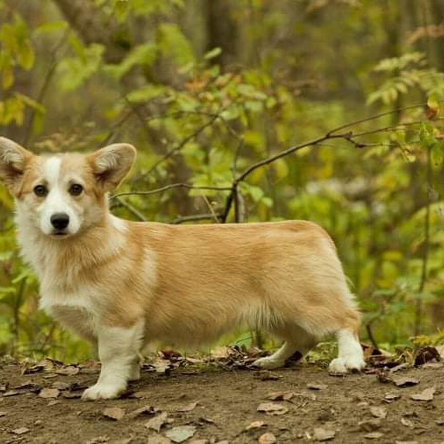 Вельш Корги Пемброк, взрослая собака