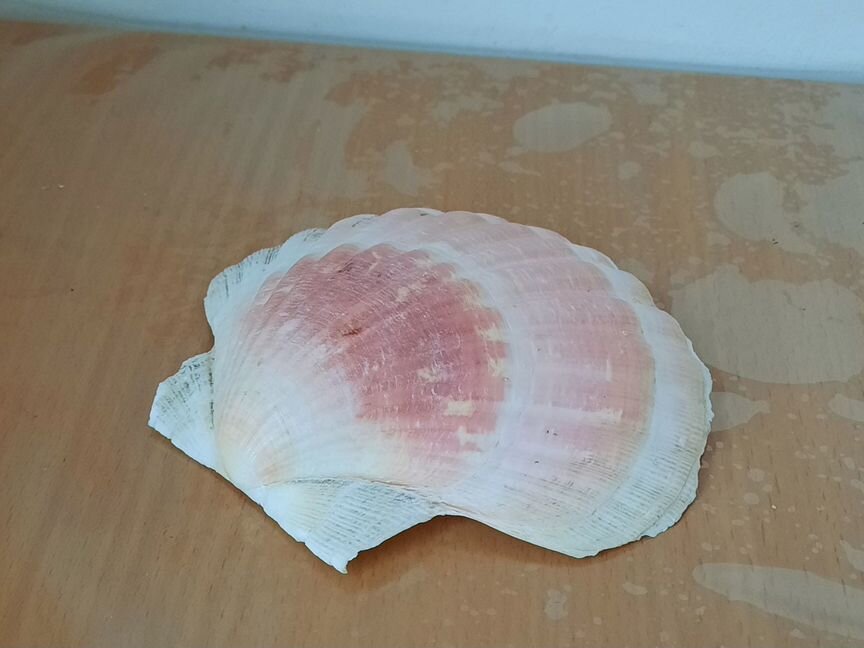 Ракушка морская с Кипра натуральная