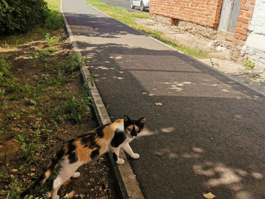 Кошки в добрые руки