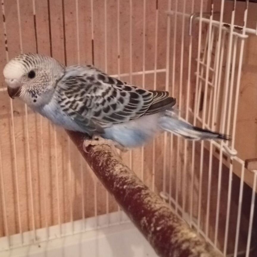 Птенцы волнистого попугая