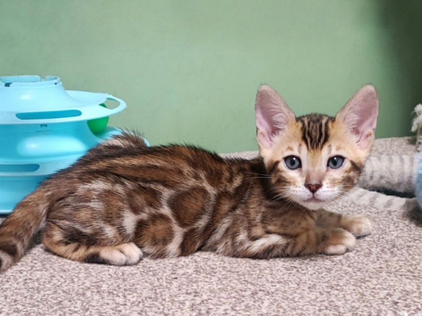 Бенгальские котята из питомника