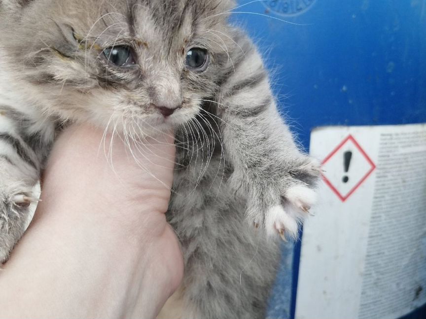 Котята в добрые руки