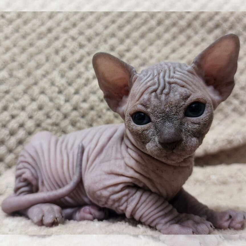 Канадский сфинкс котёнок