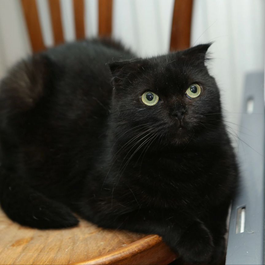 Вислоухая кошка в добрые руки