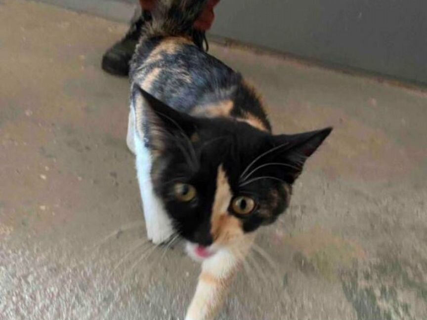 Одинокий котенок в добрые руки