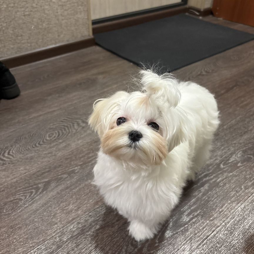 Мальтийская болонка, щенок