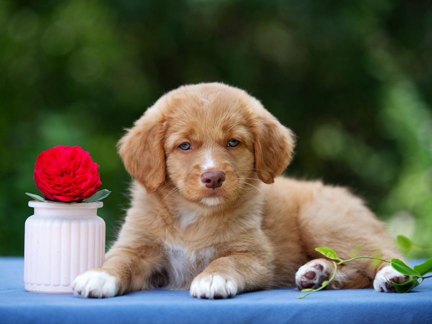 Рыжий ретривер (толлер)