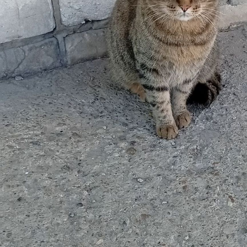 Котик Макс