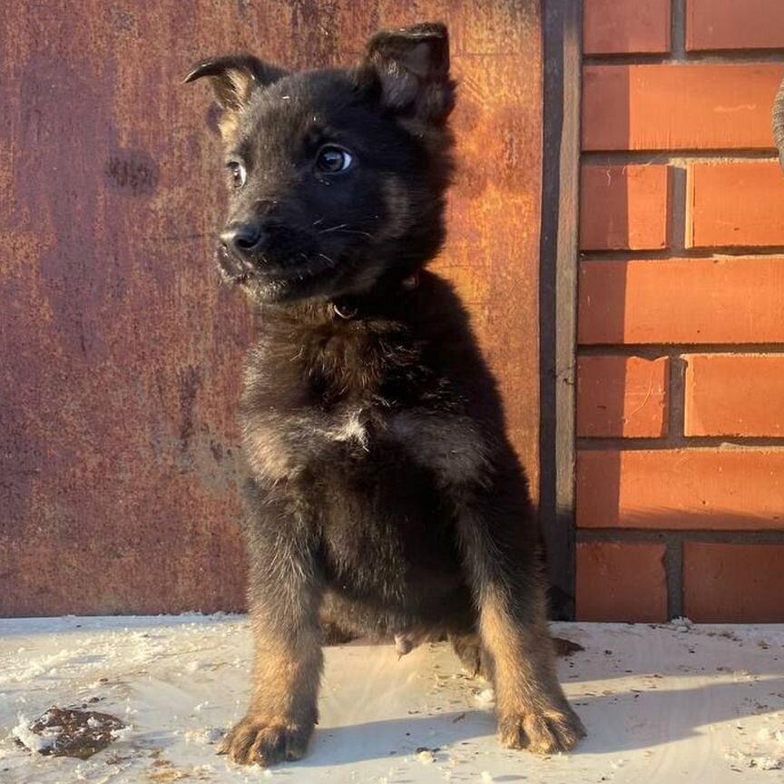 Восточноевропейская овчарка, щенок