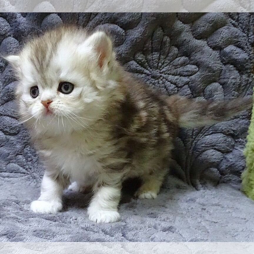 Шотландский прямоухий короткошёрстный котёнок