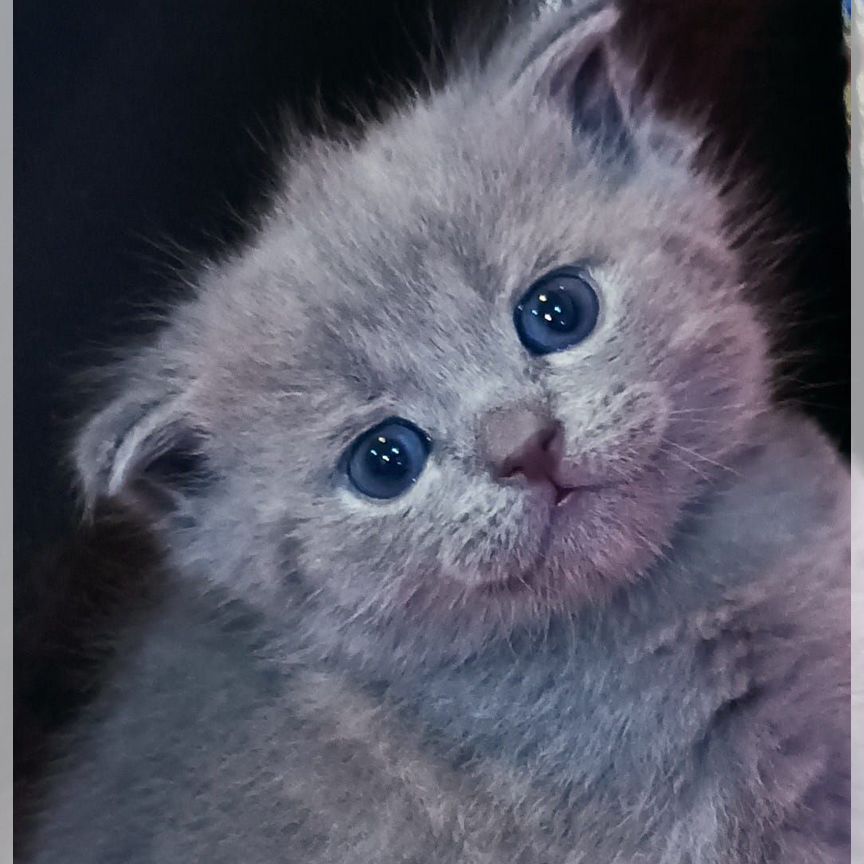 Котенок шотландский мальчик